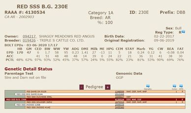 Foundation Sires | Shaggy Meadows Red Angus